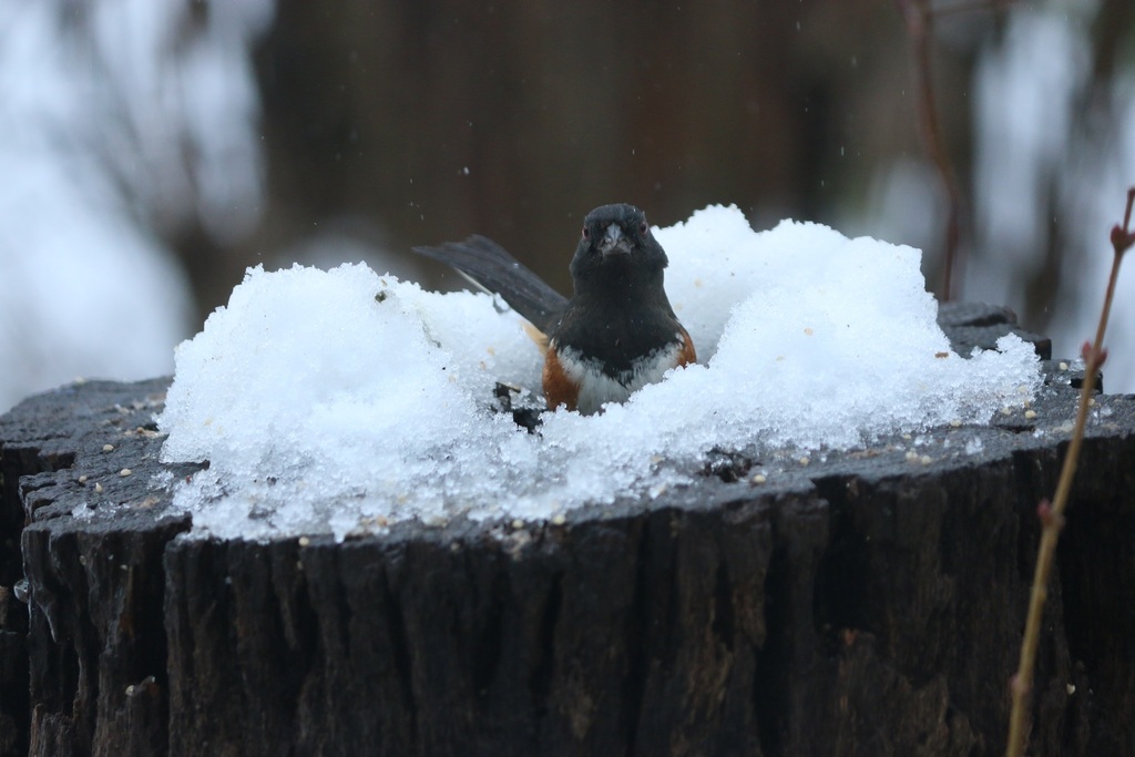Spotted Towhee from Happy Camp, CA 96039, USA on January 18, 2020 at 02 ...