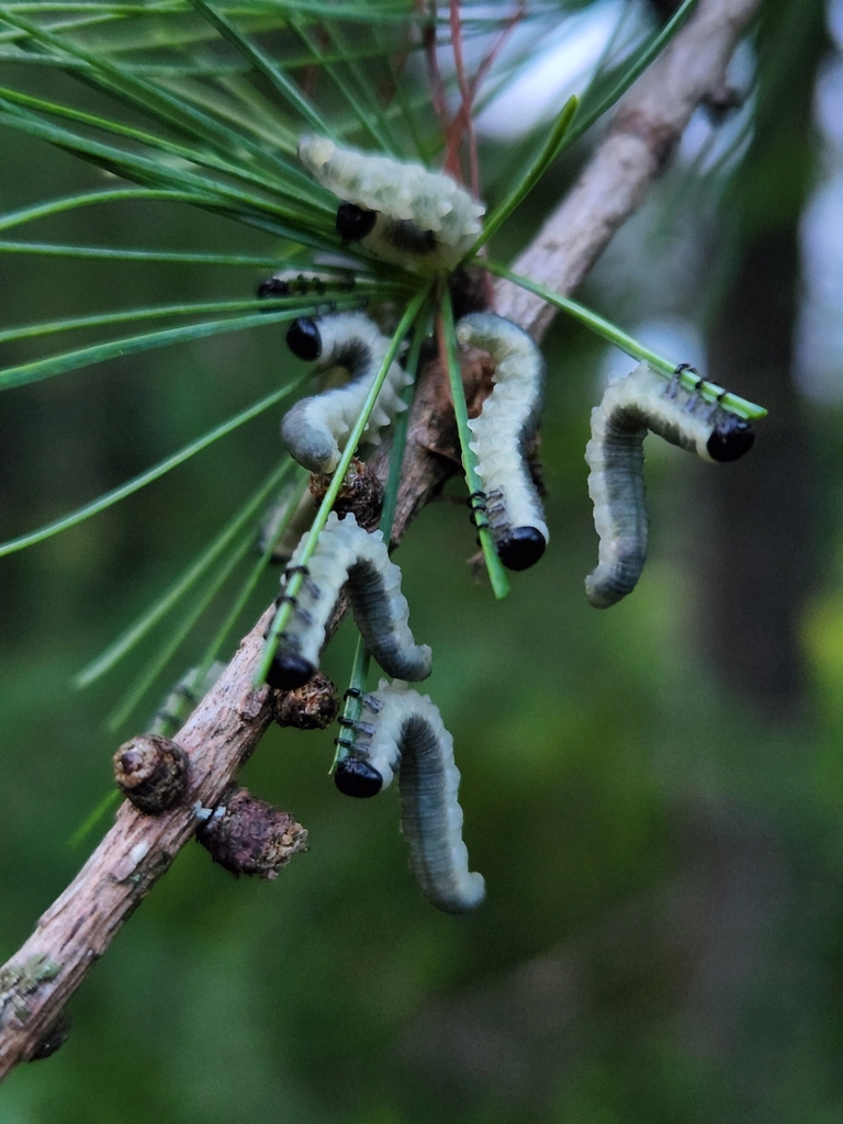Larch Sawfly from Norton, NB E5T 2A1, Canada on August 02, 2022 at 08: ...