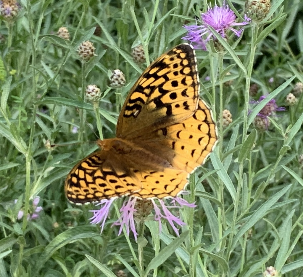 Great Spangled Fritillary from Allegheny National Forest, Kane, PA, US ...