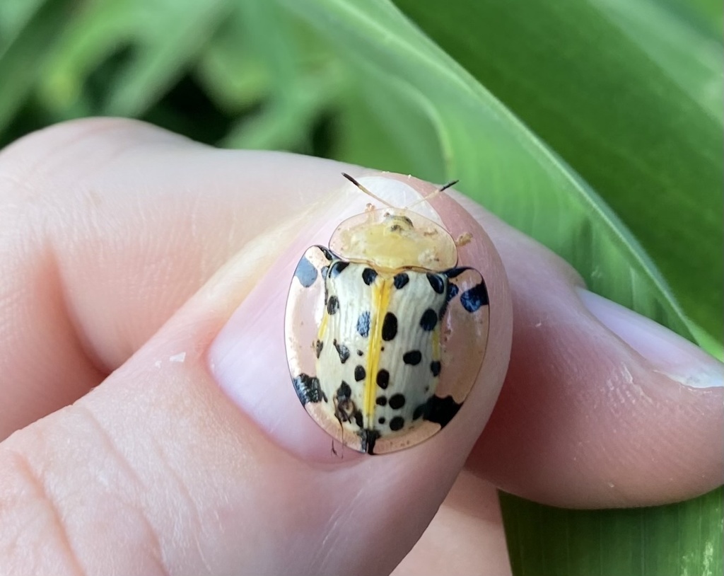 Asian Spotted Tortoise Beetle from Lamma Island, Lamma Island, New ...