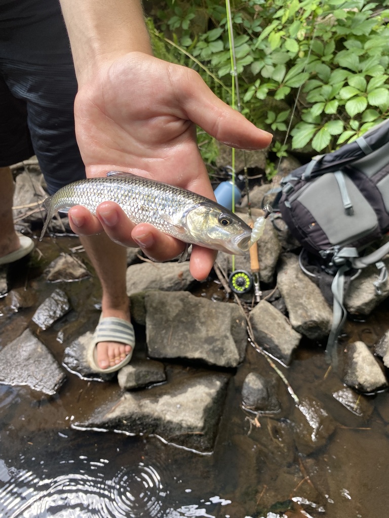 Fallfish from Union Square, Milford, NH, US on August 02, 2022 at 01:11 ...