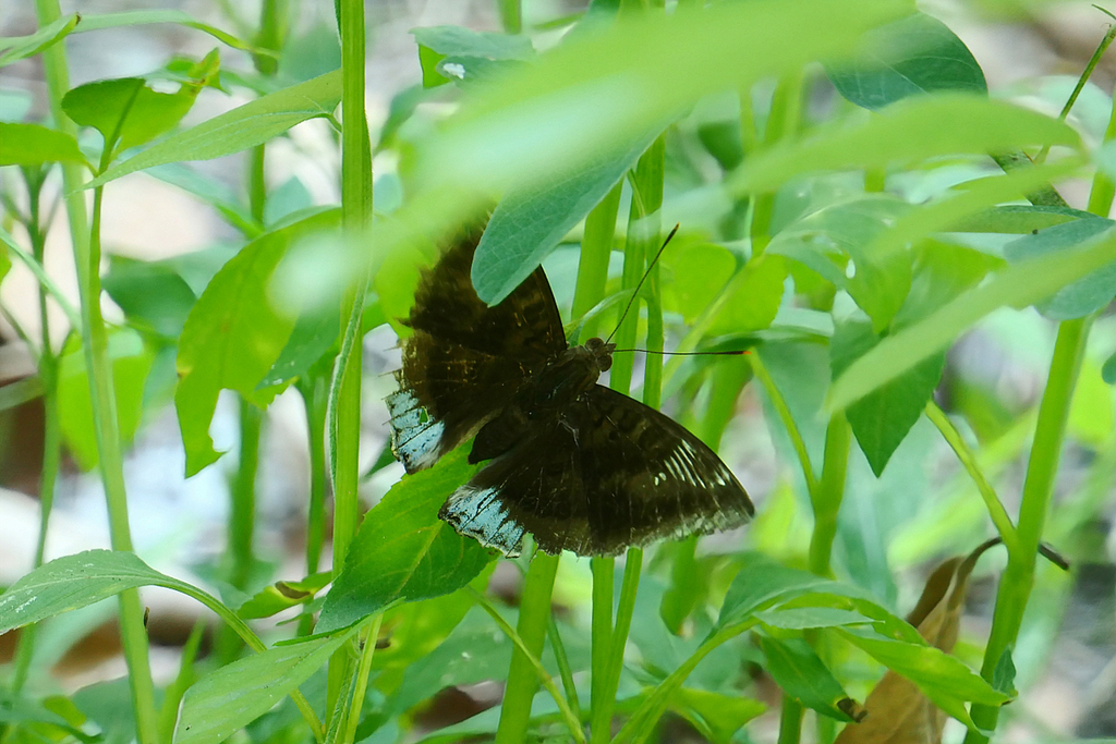 White-edged blue baron from Tuen Mun, Hong Kong on August 01, 2022 at ...