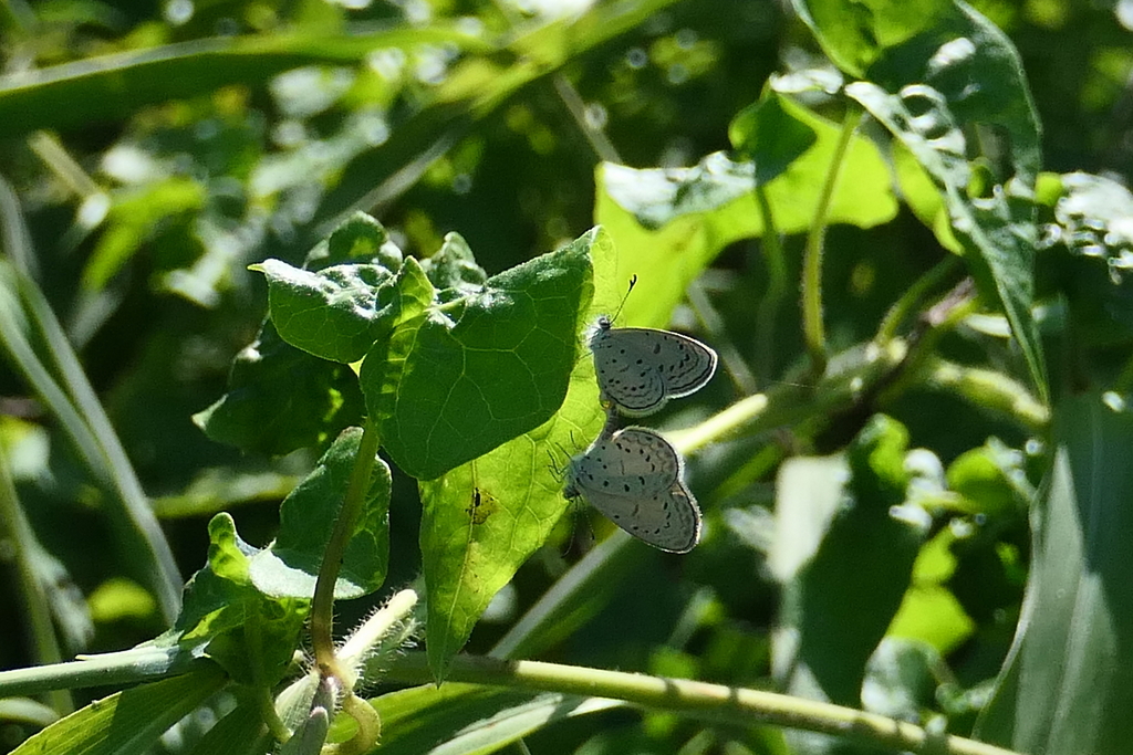 Tiny Grass Blue from 香港屯門 on August 01, 2022 at 10:18 AM by K W Liu ...