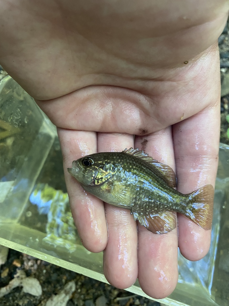 Banded Sunfish from Hollis, NH, US on August 2, 2022 at 10:14 AM by ...