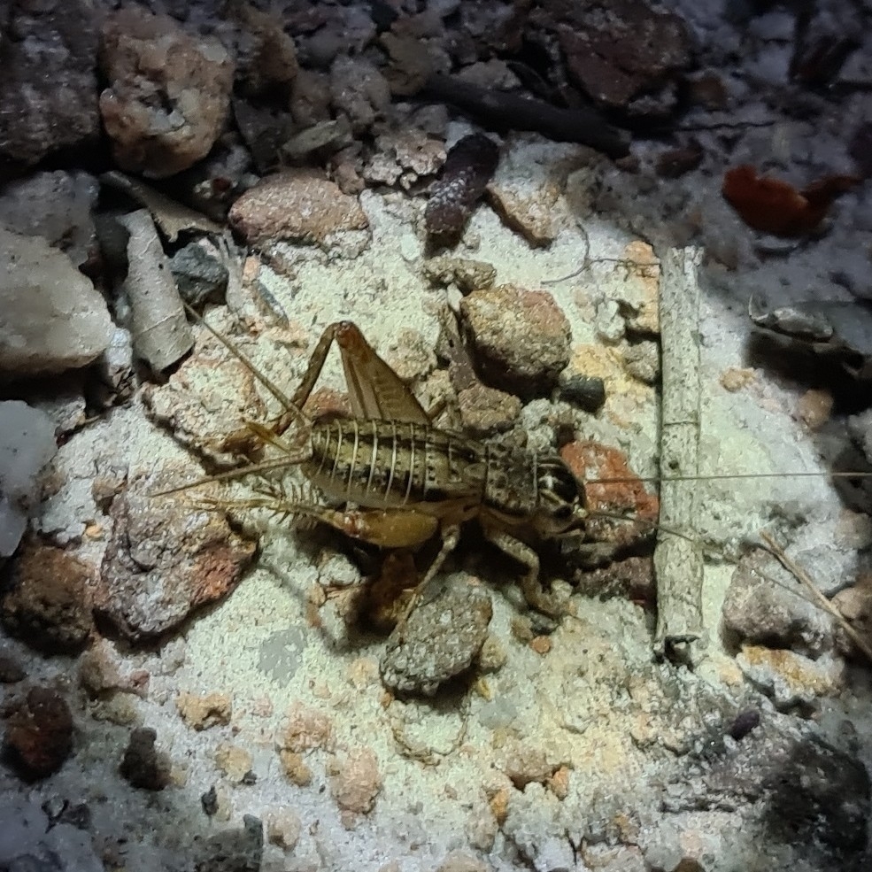 Field Crickets from Castelo dos Sonhos, Altamira - PA, Brazil on August ...