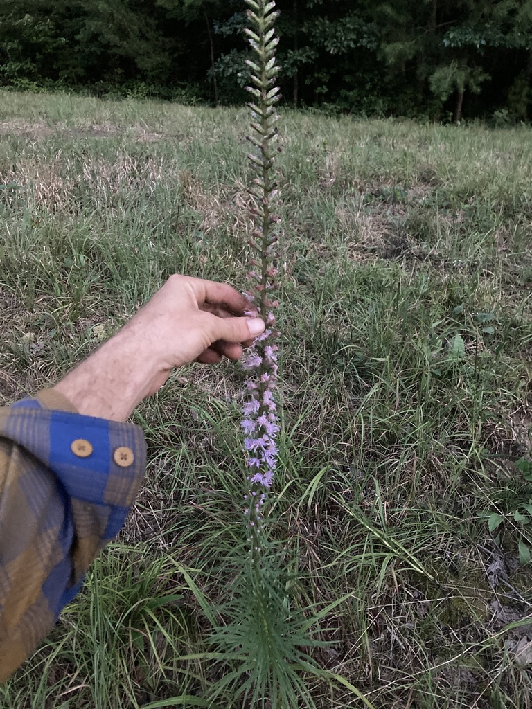 dense blazing star from Scenic Hwy, Rising Fawn, GA, US on August 02 ...