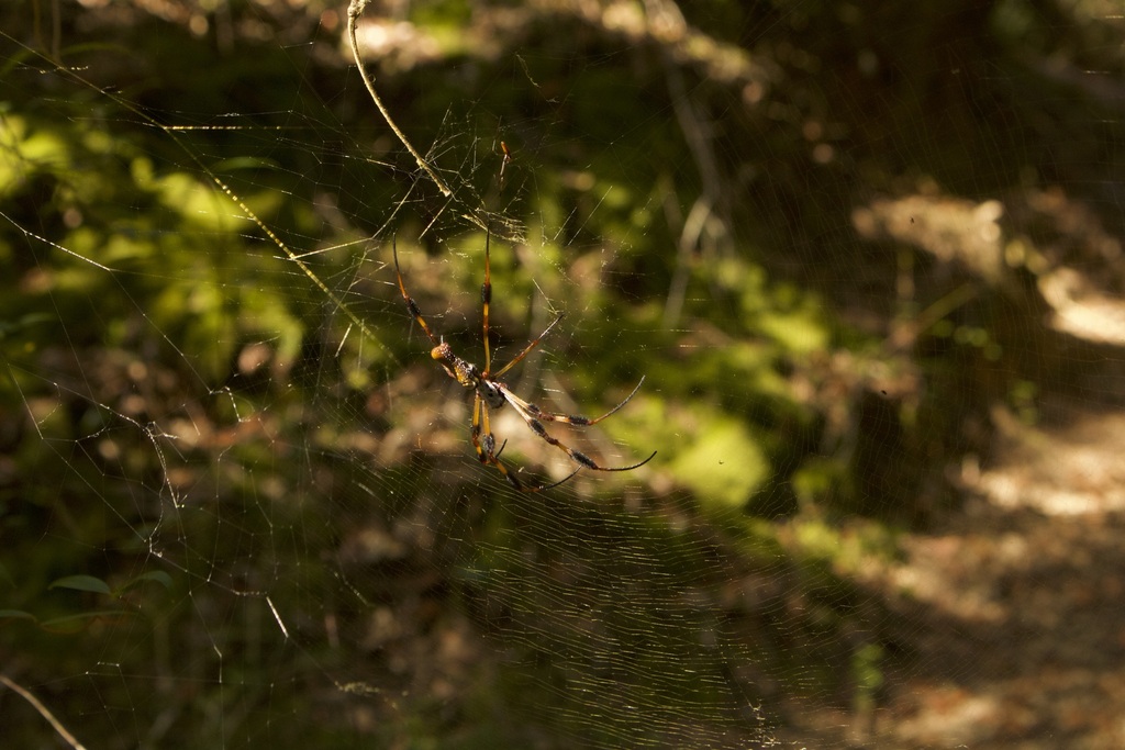 Golden Silk Spider from Northeast Pensacola, Pensacola, FL, USA on July ...