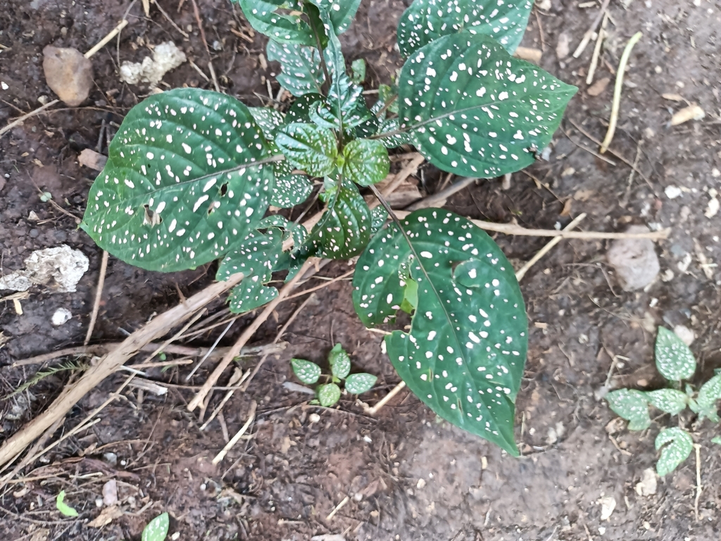 Polka Dot Plant from Atotonilco el Alto, Jal., México on August 02 ...