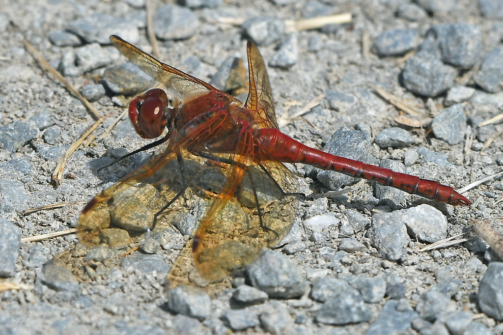 Red-veined Meadowhawk from Oak Harbor, WA 98277, USA on August 02, 2022 ...