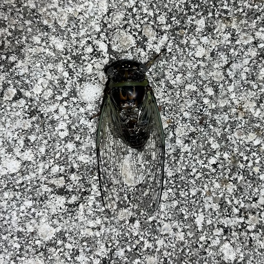 Scrub Cicadas from Longboat Key, Longboat Key, FL, US on August 02 ...