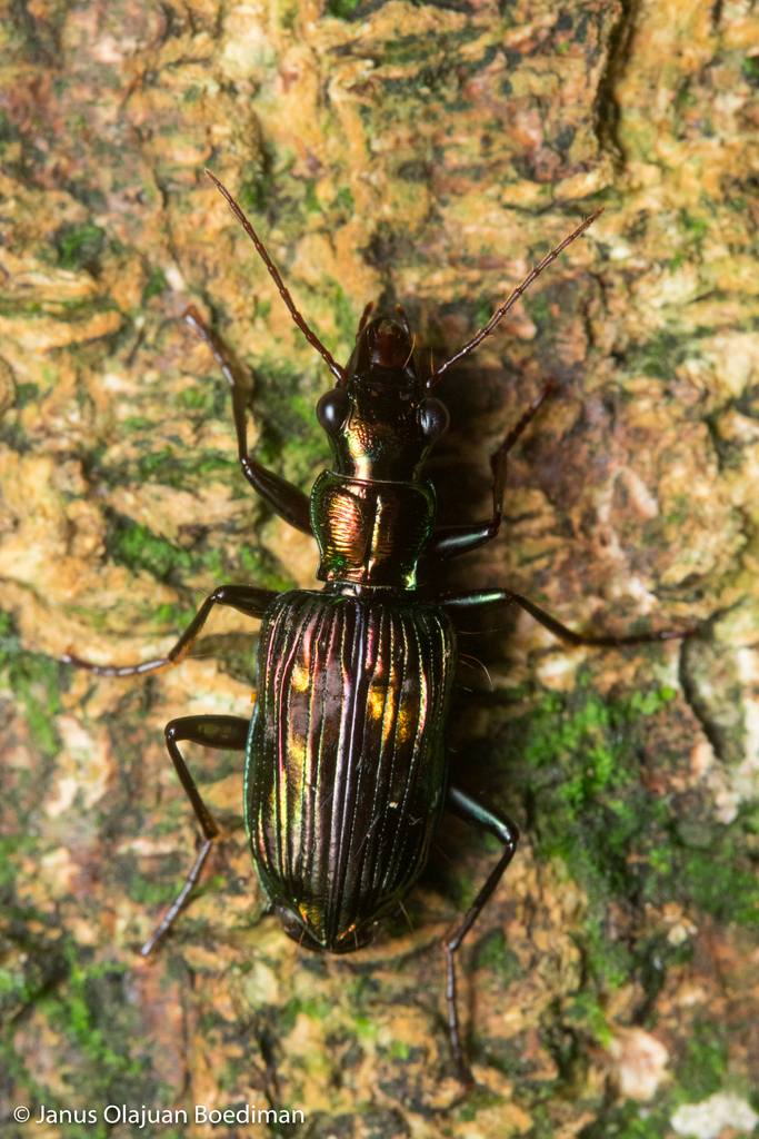Catascopus sauteri in July 2021 by Janus Olajuan Boediman · iNaturalist