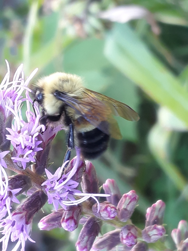 Rusty-patched Bumble Bee in August 2022 by catnatural. Liatris ...