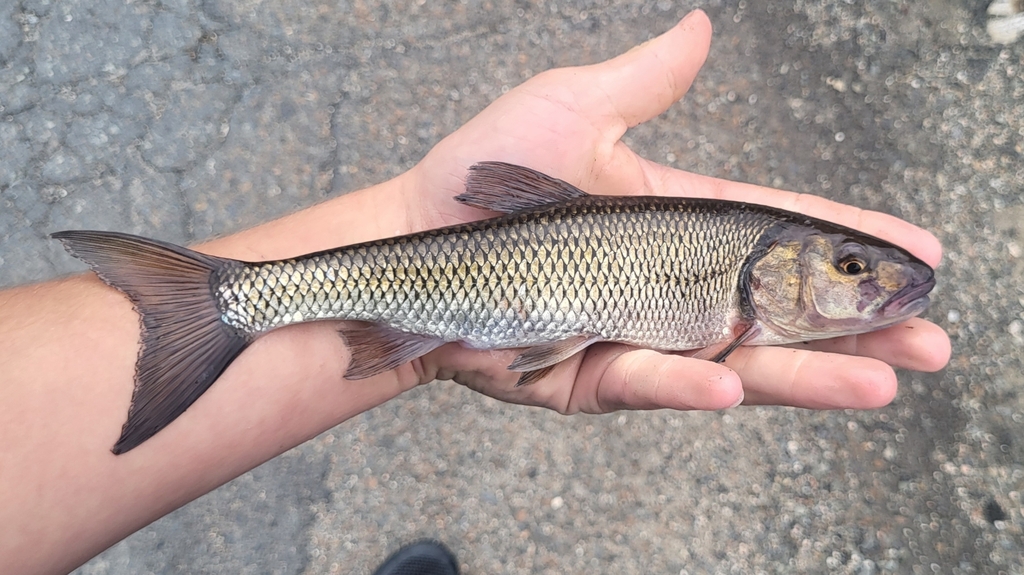 Fallfish from Nasonworth, NB E3C 1M2, Canada on August 02, 2022 at 09: ...