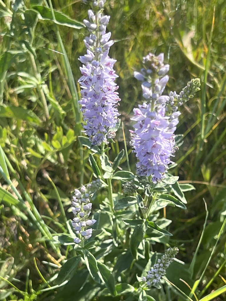Veronica linariifolia from Khentii, MN on August 03, 2022 at 08:46 AM ...