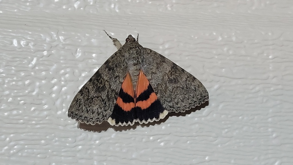 Joined Underwing Moth from Oak Ln, Morton, IL, US on August 02, 2022 at 10:39 PM by ecrumley ...