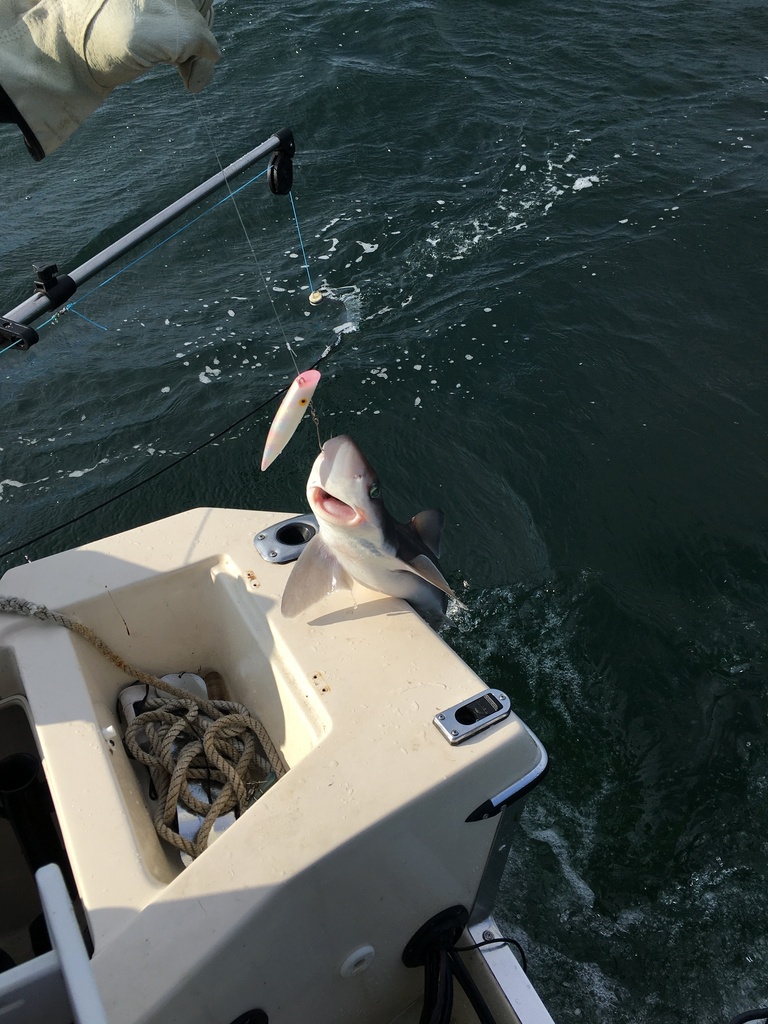 North Pacific Spiny Dogfish from Puget Sound, Clinton, WA, US on August ...