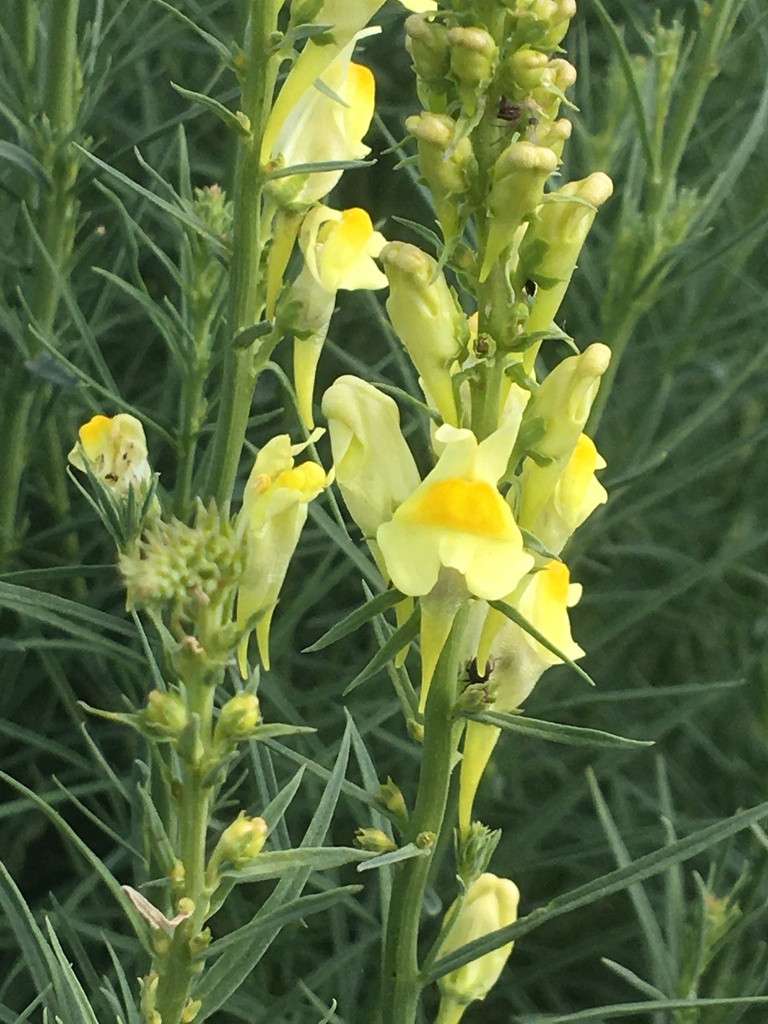 common toadflax from Stagecoach State Park, Oak Creek, CO, US on July ...