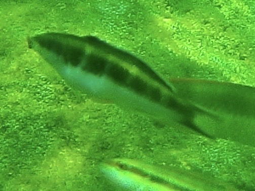 Caribbean Bluehead Wrasse from Singer Island, Palm Beach Shores, FL, US ...