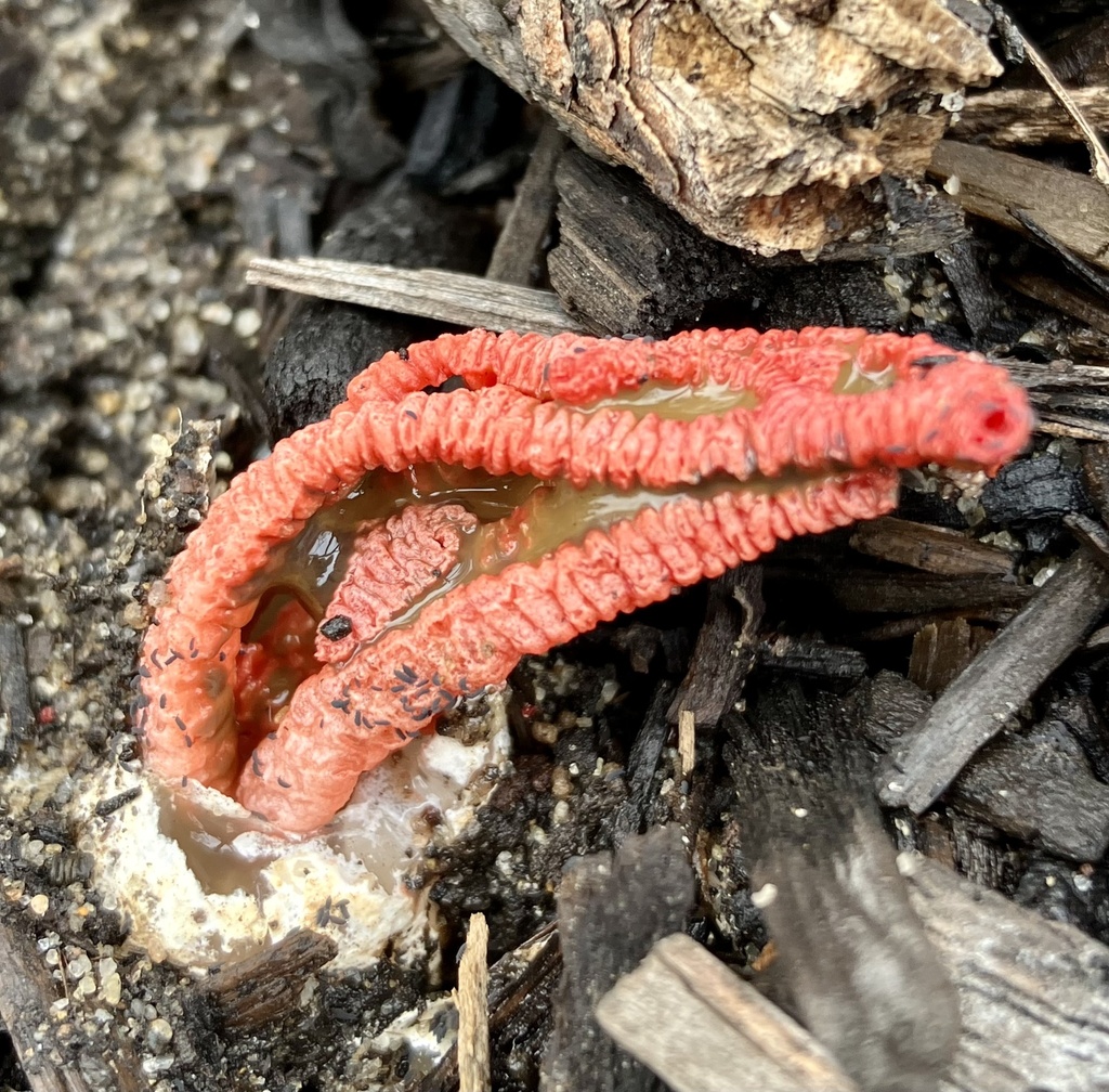 Craypot Stinkhorn from Hollywood Reserve, Karrakatta, WA, AU on July 31 ...