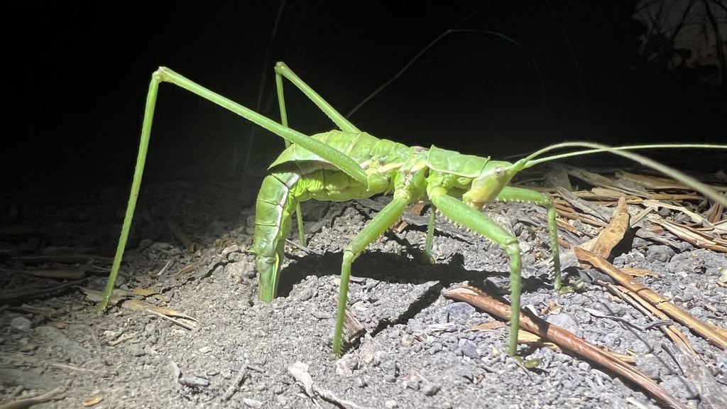 Greek Predatory Bush-cricket from Perdika, Epirus, GR on July 30, 2022 ...