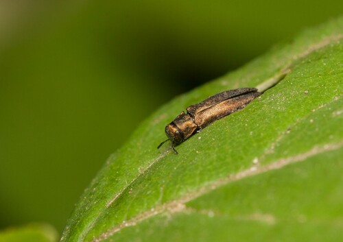Agrilus roscidus · iNaturalist