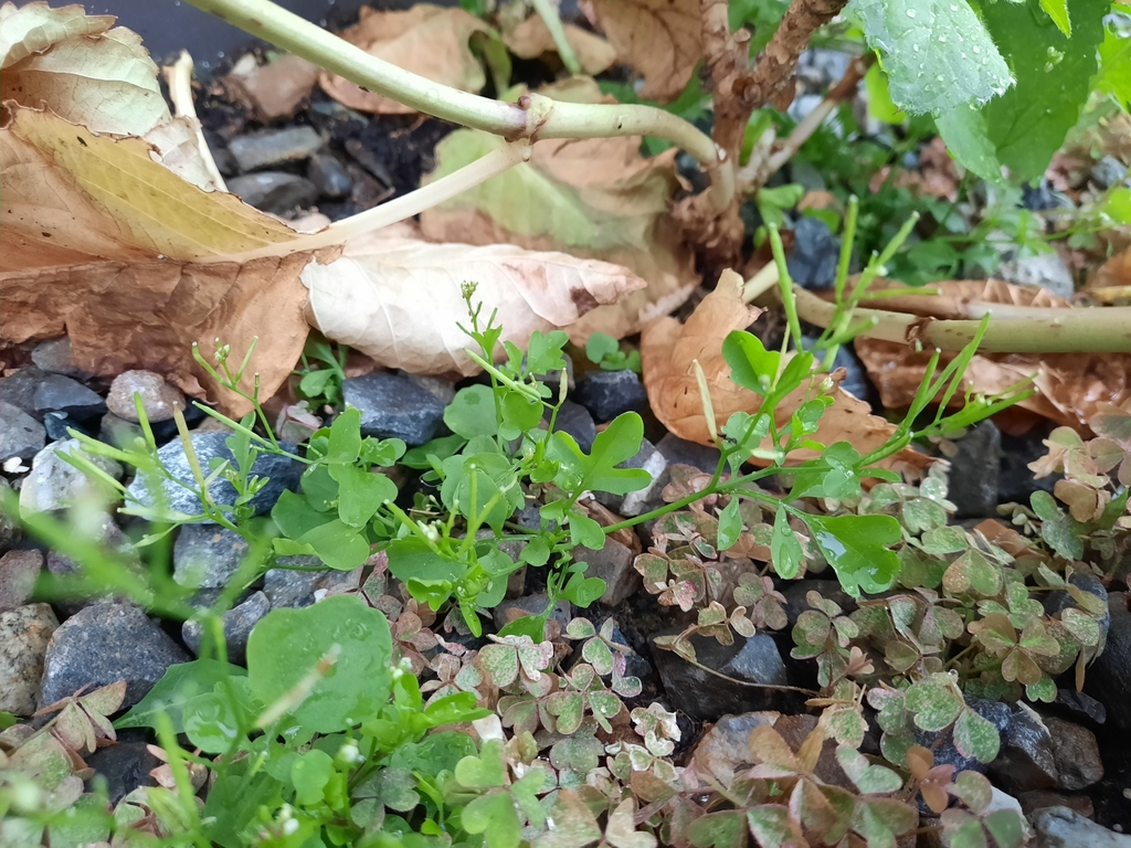 Nursery bittercress from Altstadt, 78462 Konstanz, Germany on August 3 ...