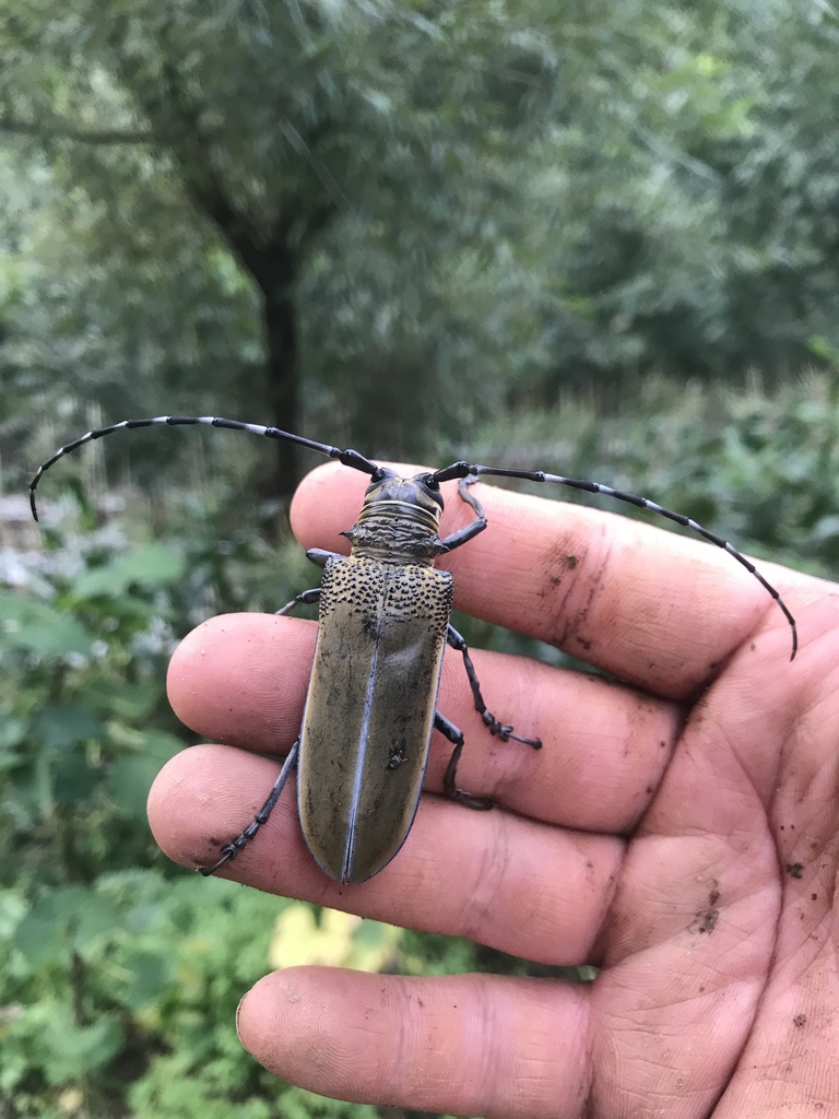 Apriona rugicollis from Yongde, Lincang, Yunnan, CN on July 29, 2022 at ...