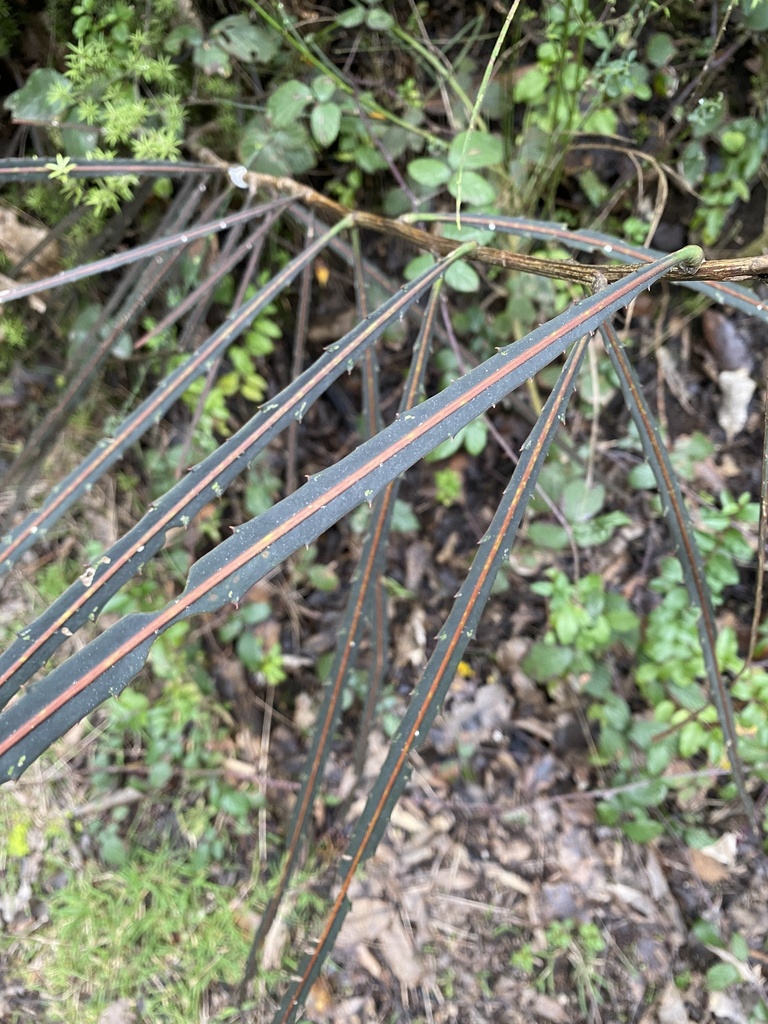 Lancewood from North Island, Taupō, Waikato, NZ on August 03, 2022 at ...