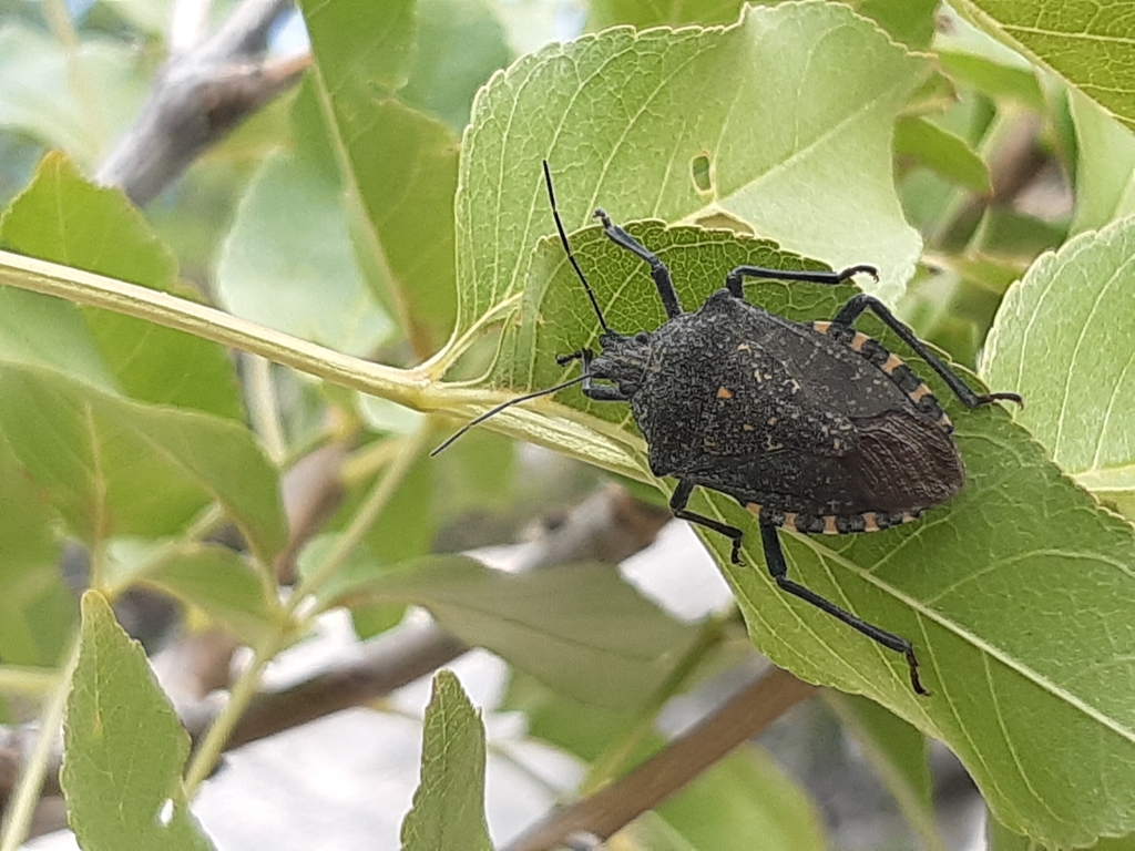 Almond Stink Bug from Baška, Chorvatsko on August 02, 2022 at 05:46 PM ...