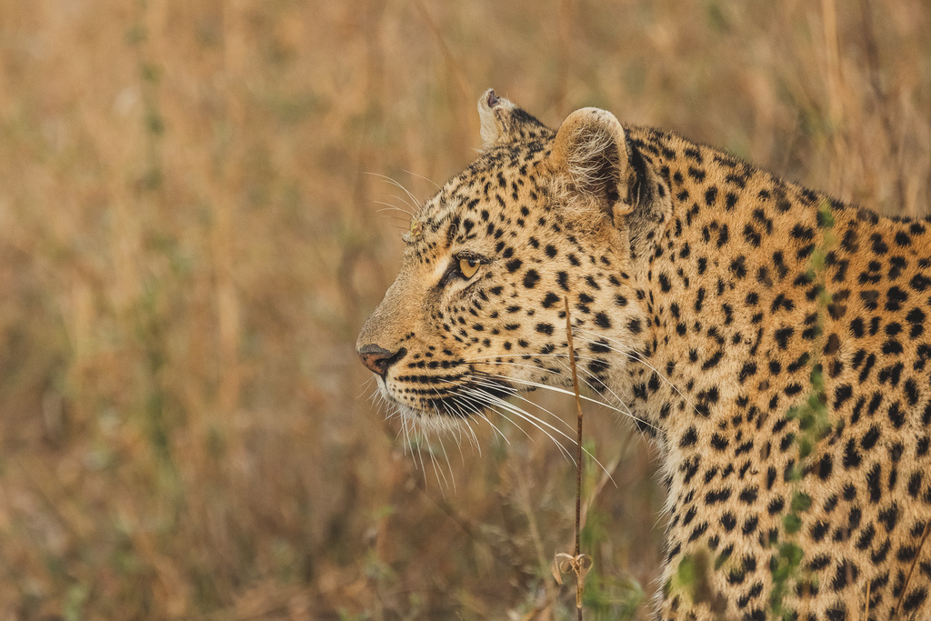 African Leopard in July 2022 by gerhards. Female · iNaturalist