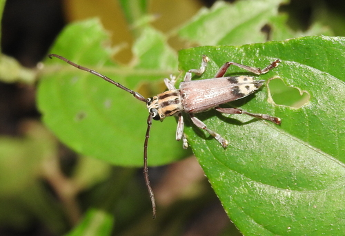 Glenea homonospila · iNaturalist