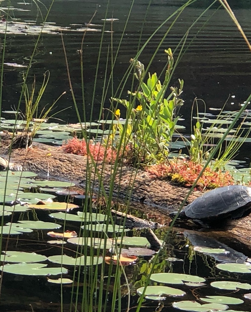 Midland Painted Turtle from Pog Lake, Nipissing, Unorganized, South ...