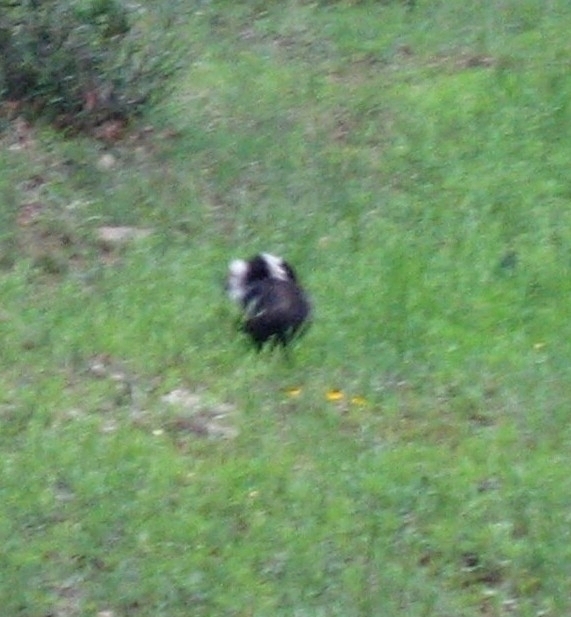Striped Skunk from Austin, Texas, États-Unis on May 1, 2009 at 03:42 PM ...