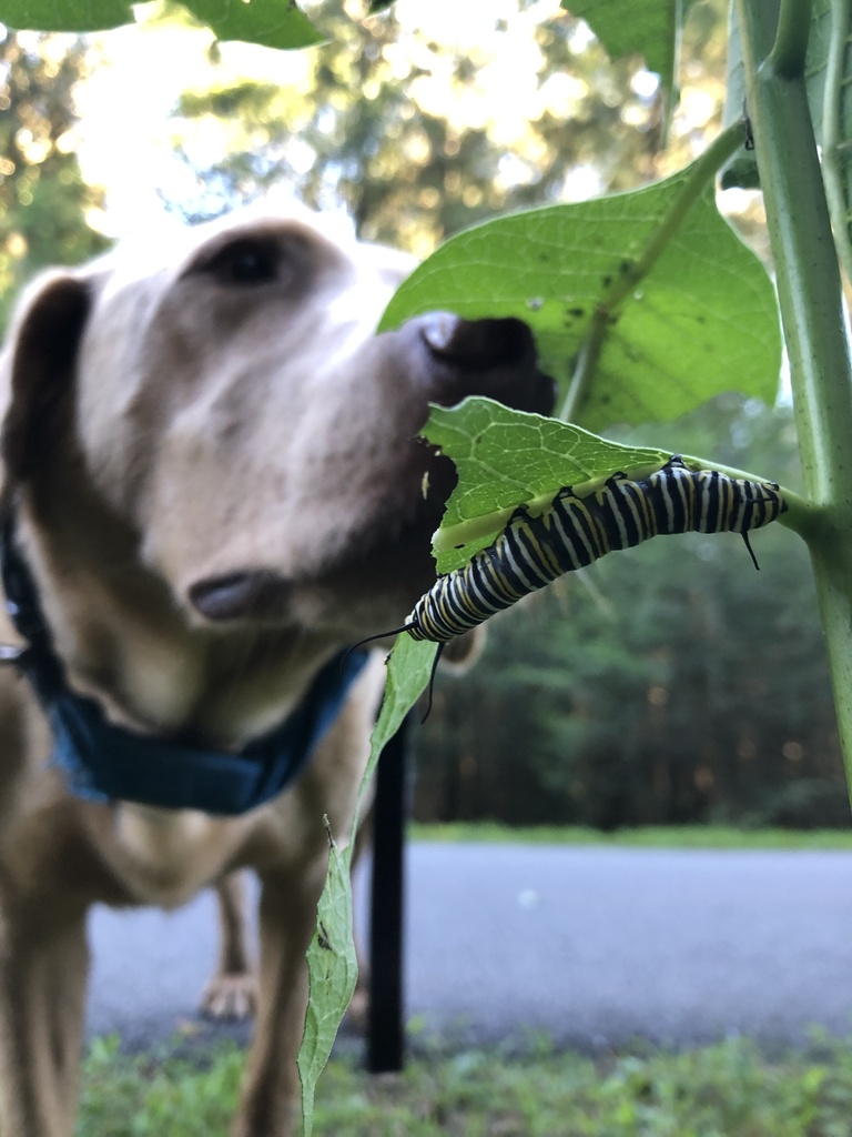 Monarch from Bear Creek Lake Dr, Jim Thorpe, PA, US on August 03, 2022 ...