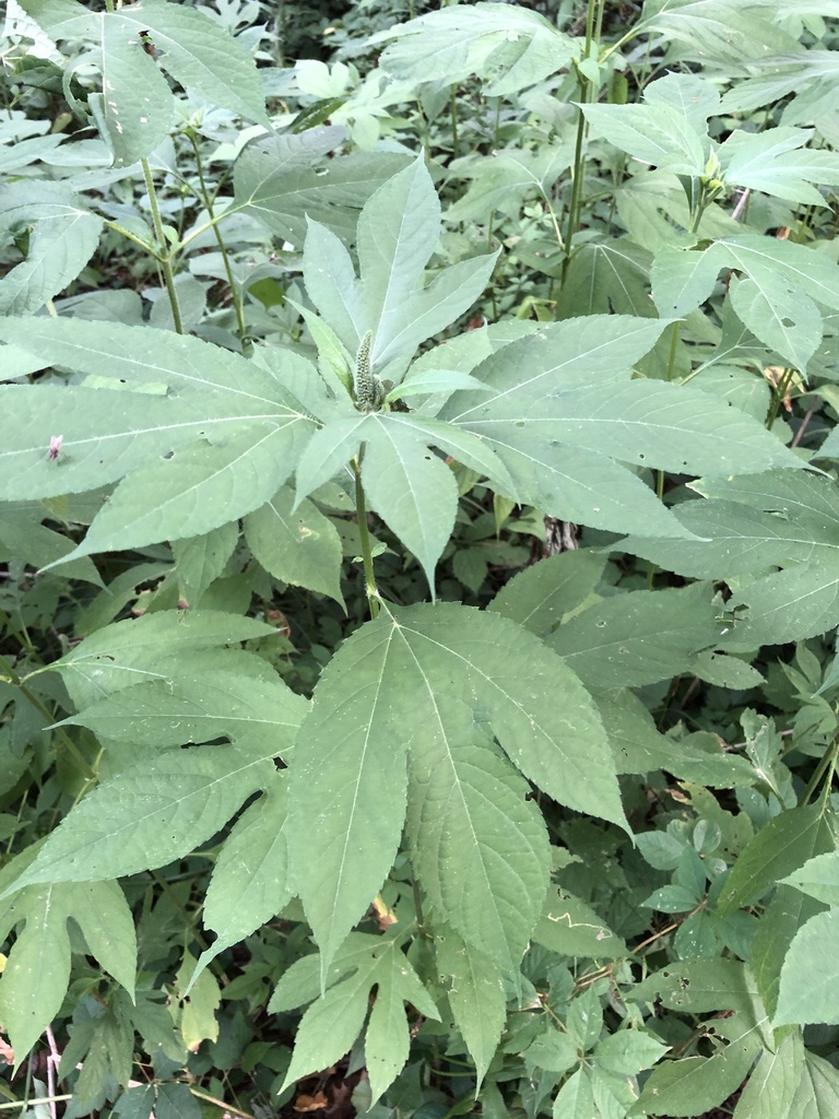 giant ragweed from Crane Rd, Ypsilanti, MI, US on August 03, 2022 at 07 ...