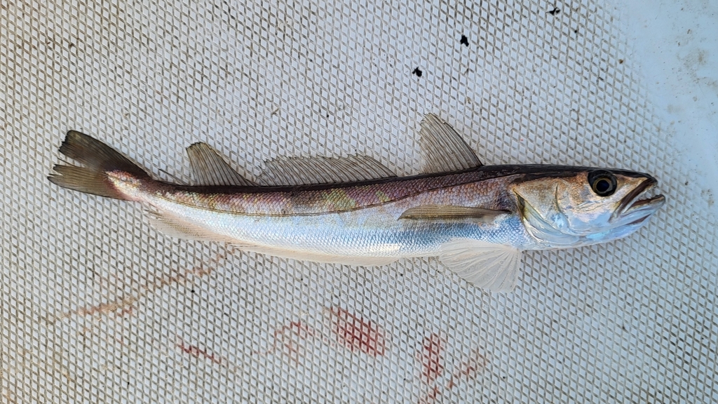 Silver Hake from Paroisse de Saint-George, NB, Canada on August 2, 2022 ...