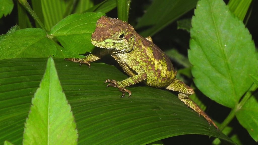 Diploderma polygonatum xanthostomum in August 2022 by aero bird ...