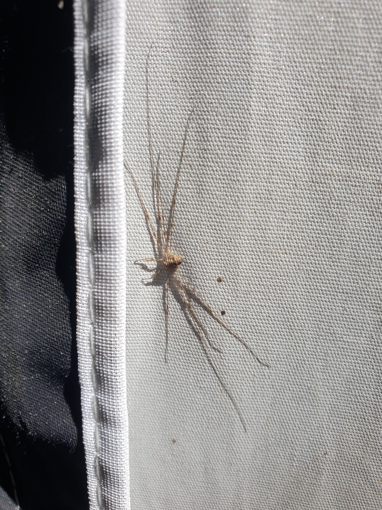 Dicranopalpus from Ruthernbridge, Bodmin PL30 5LY, UK on August 03 ...