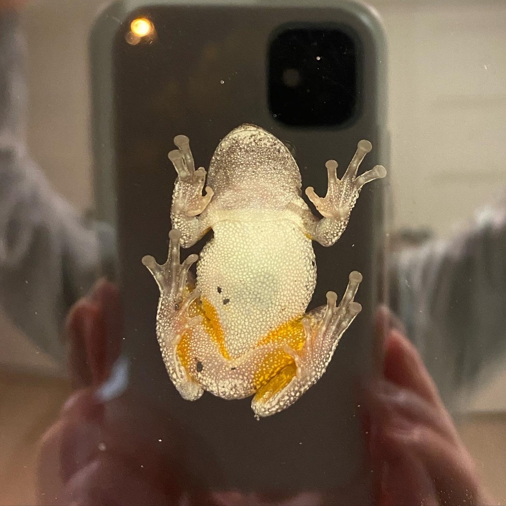 Tree Frogs and Allies from Woodford, VA, US on July 22, 2022 at 11:14 ...