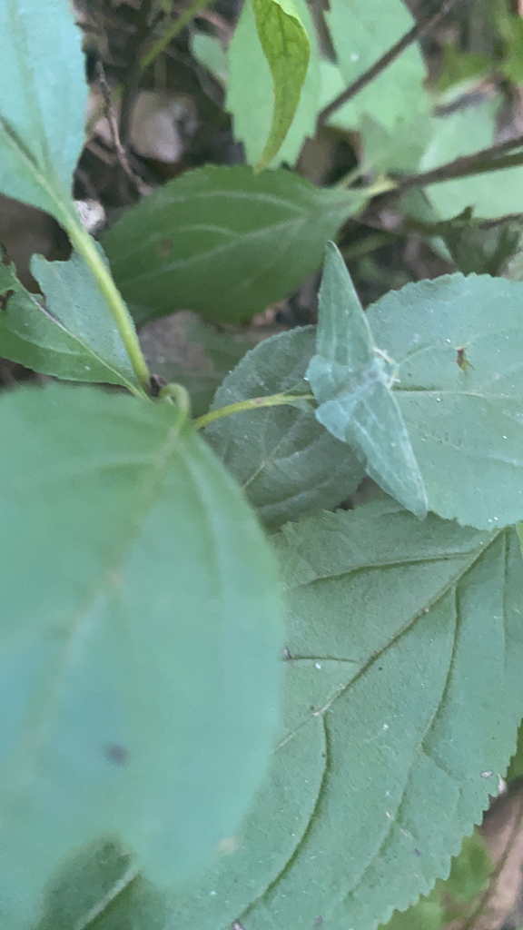 Bad-wing Moth from St. Clair on August 03, 2022 at 08:26 AM by ...