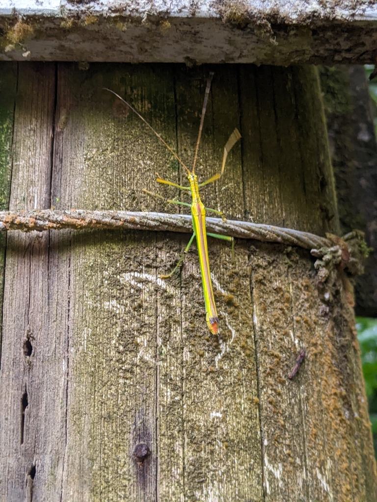 Insects from Puntarenas Province, Monteverde, Costa Rica on August 02 ...