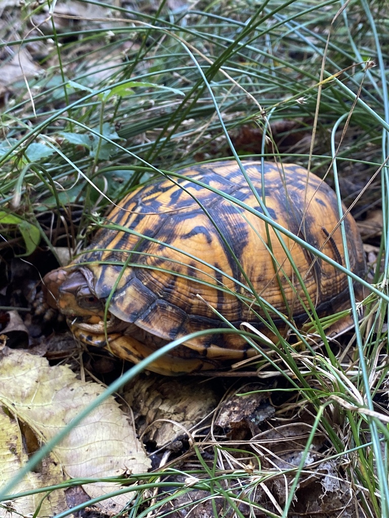 Eastern Box Turtle in August 2022 by Jim Falcone · iNaturalist