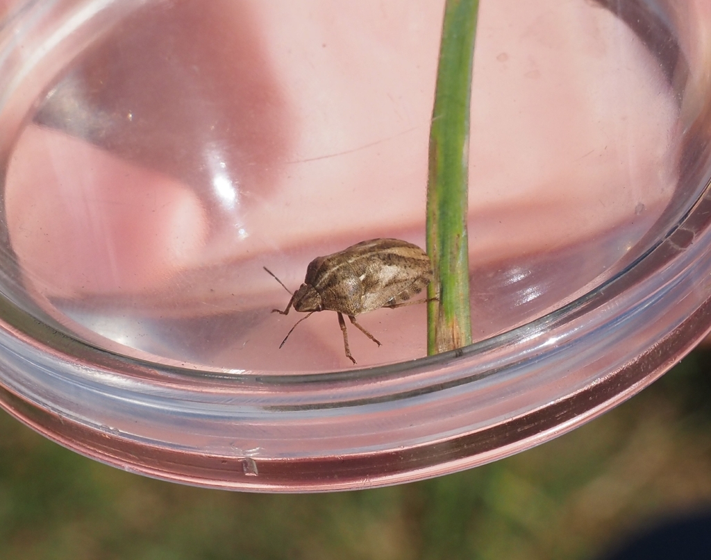 Tortoise Bug from Dudley Works, Coopers Bank Road, Brierley Hill DY5 ...
