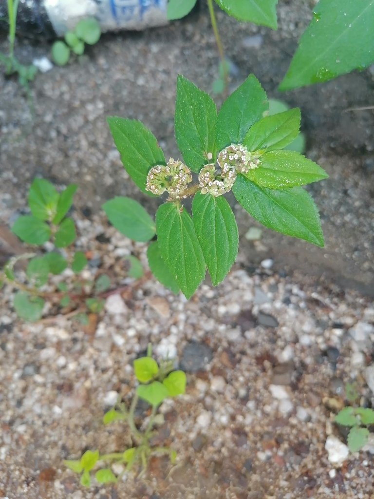 asthma plant from 80708 Sin., México on August 03, 2022 at 07:01 AM by ...