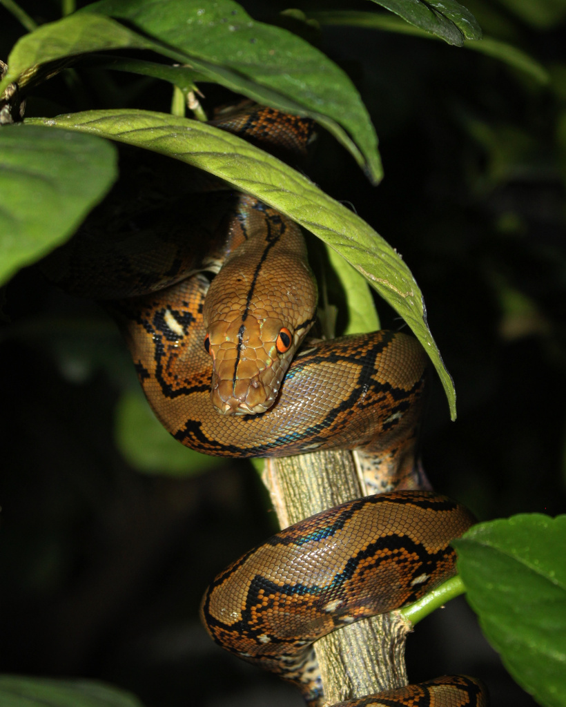 Reticulated Python from Soi Muban Mantana 2, Thanyaburi, Pathum Thani ...