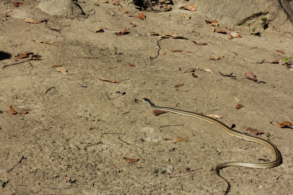 Four-striped Snake from Nossi-Be, , Province d'Antsiranana, MG on July ...