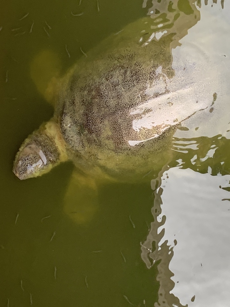 Burmese Peacock Softshell Turtle in January 2022 by Win Paing Oo. In ...