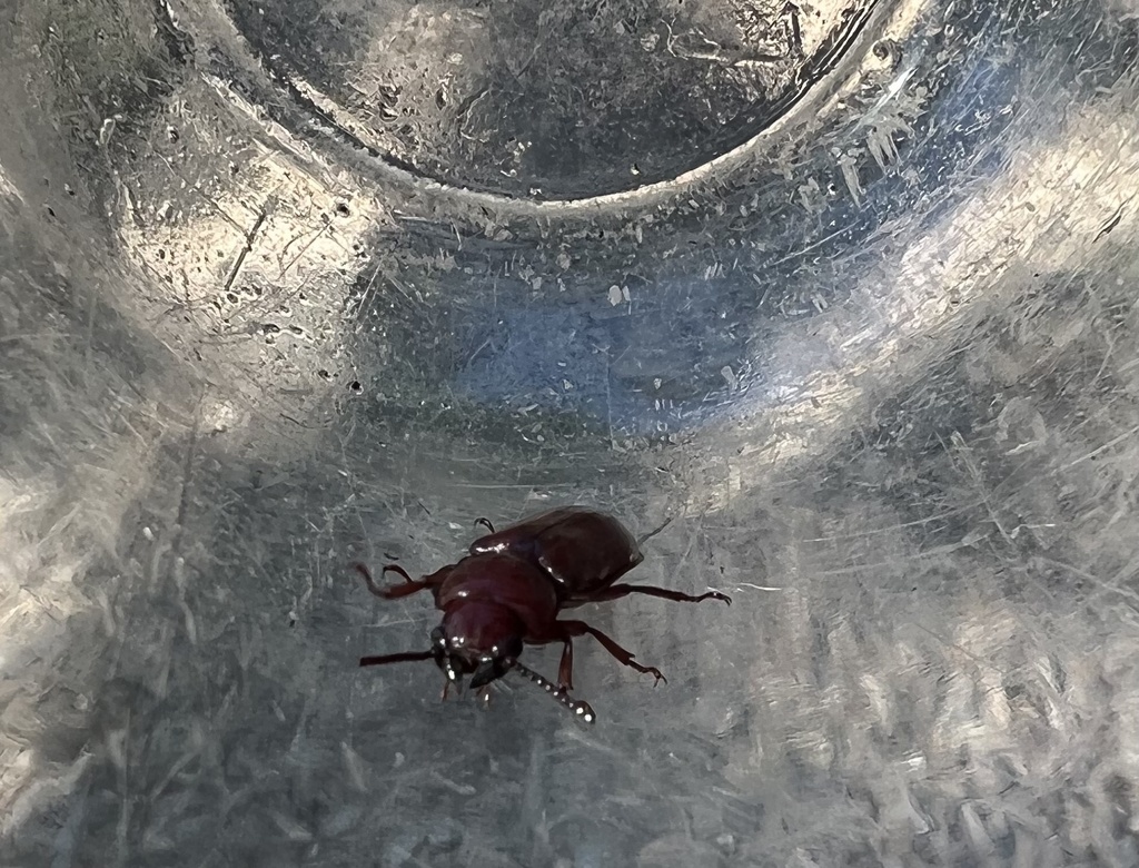Pole Borer from White Park, Concord, NH, US on August 03, 2022 at 10:22 ...