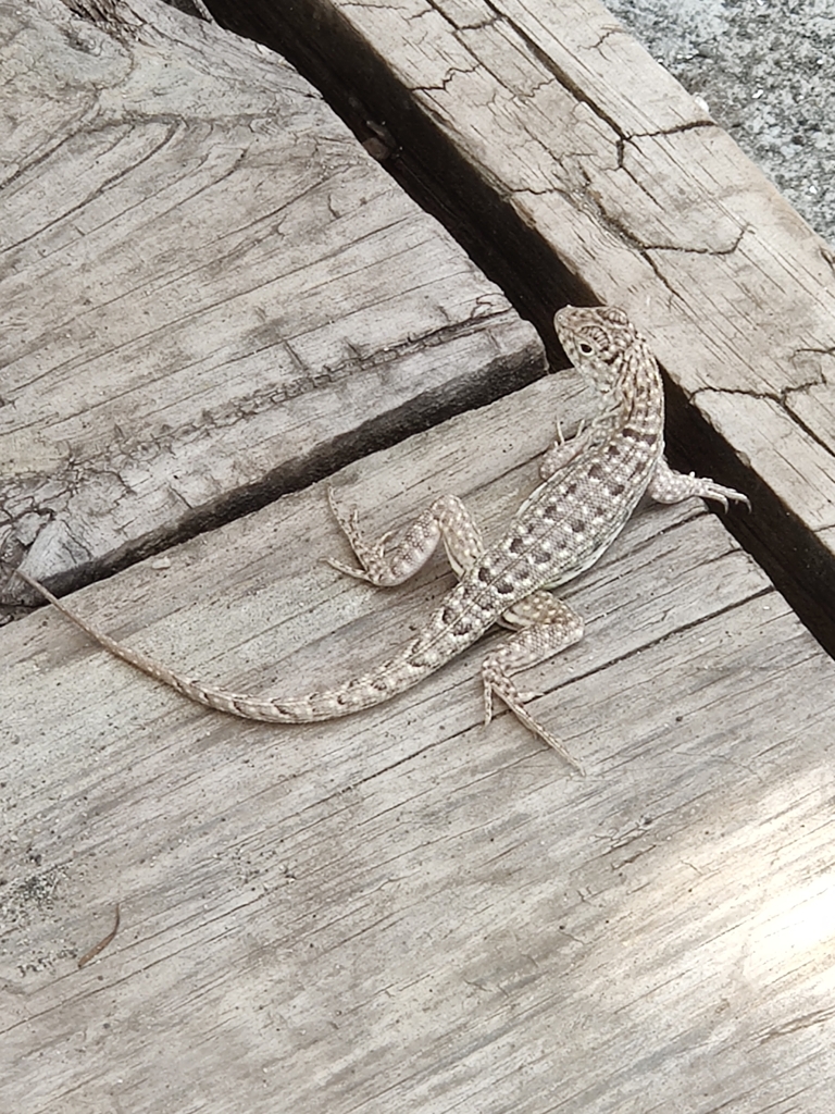 Hispaniolan Dune Curlytail Lizard from Baní, Dominican Republic on ...