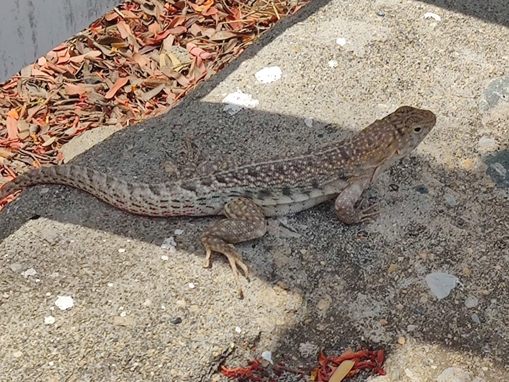 Hispaniolan Dune Curlytail Lizard from Baní, Dominican Republic on ...